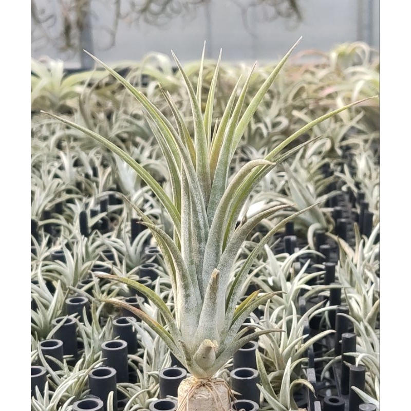 綠房子空氣鳳梨 伊莉莎白X華美小精靈 elizabethae x ionantha Huamelula | 蝦皮購物