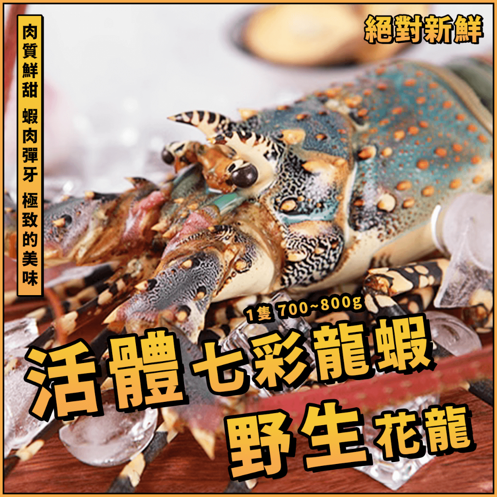 【潮鮮世代】活體七彩龍蝦(野生花龍)／1隻 650/750g／錦繡龍蝦／活體七彩龍蝦／活體龍蝦／龍蝦 | 蝦皮購物