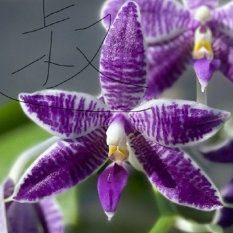 大叔好物 Phal KS Blue Ludde sib 藍路德自交實生苗 珍奇類 | 蝦皮購物