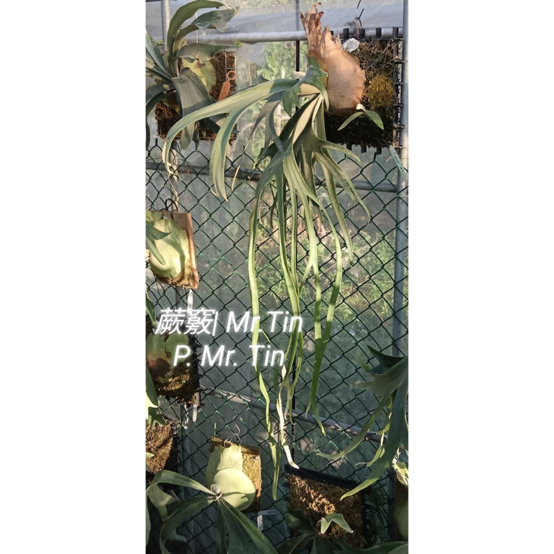 蕨竅~爪哇Mr. Tin|P.Willinckii Mr. Tin| Mr. Tin 鹿角蕨側芽|特選爪哇|側芽販售 | 蝦皮購物