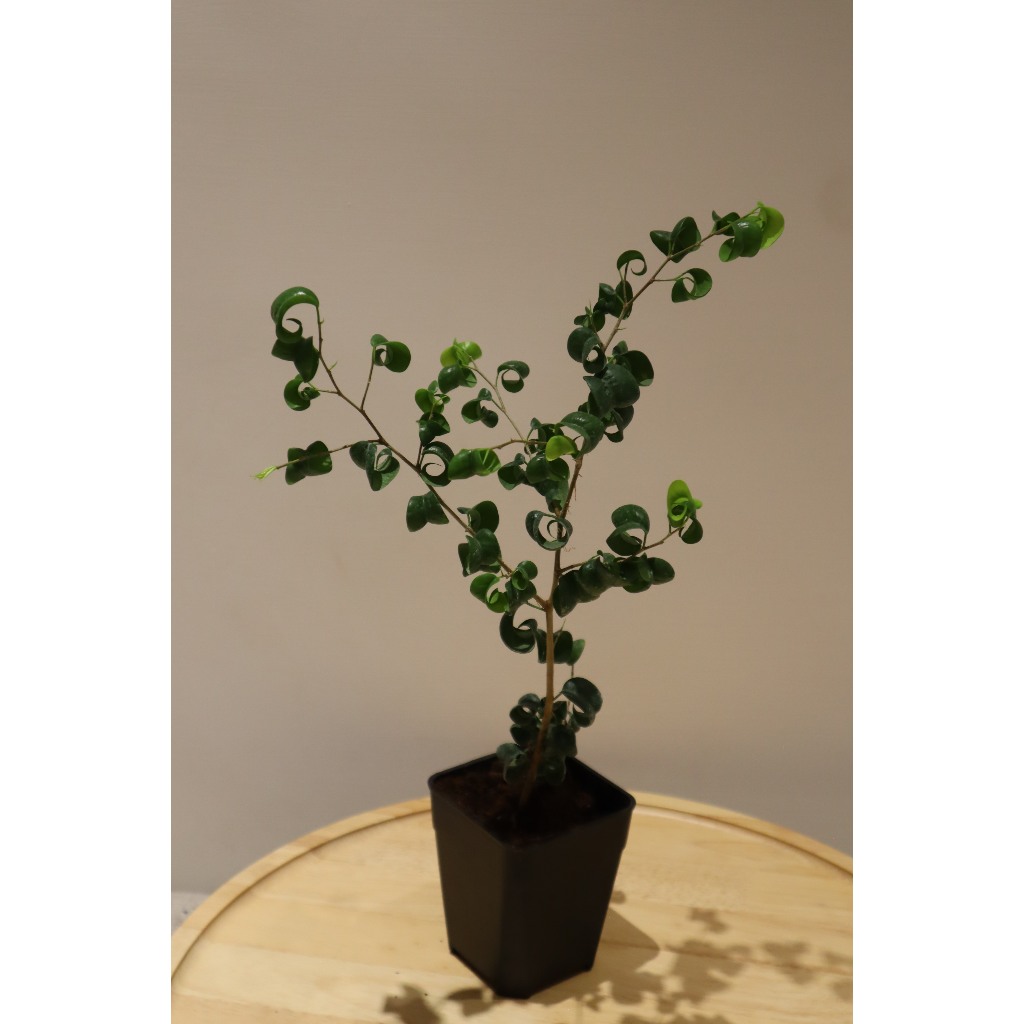 捲葉榕(擇優寄出)｜Ficus benjamina 'Barok'｜4吋｜耐蔭｜裝潢小物｜送禮小物｜百搭植物 | 蝦皮購物
