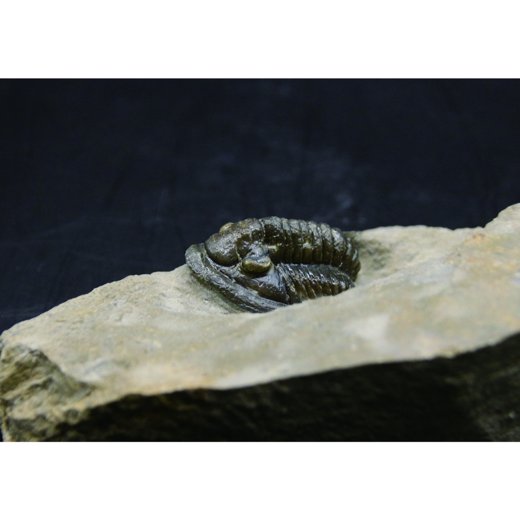 [這是俗頭]摩洛哥三葉蟲化石/ Cornuproetus praecursor/角砑頭屬三葉蟲/泥盆紀 (帶母岩) | 蝦皮購物