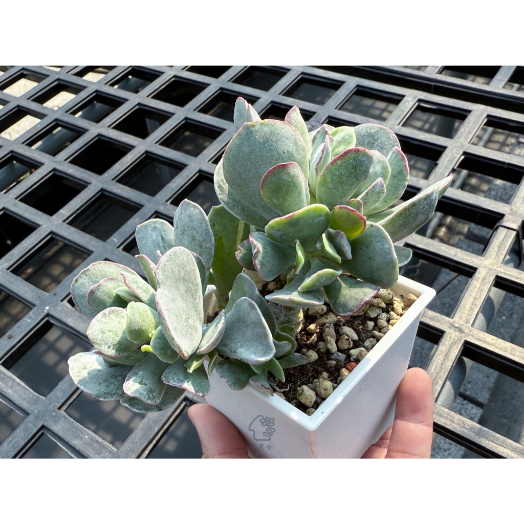 【小農舍】銀波錦交種 多頭 一物一拍 多肉 多肉植物 盆栽 園藝 植物 蝦皮購物