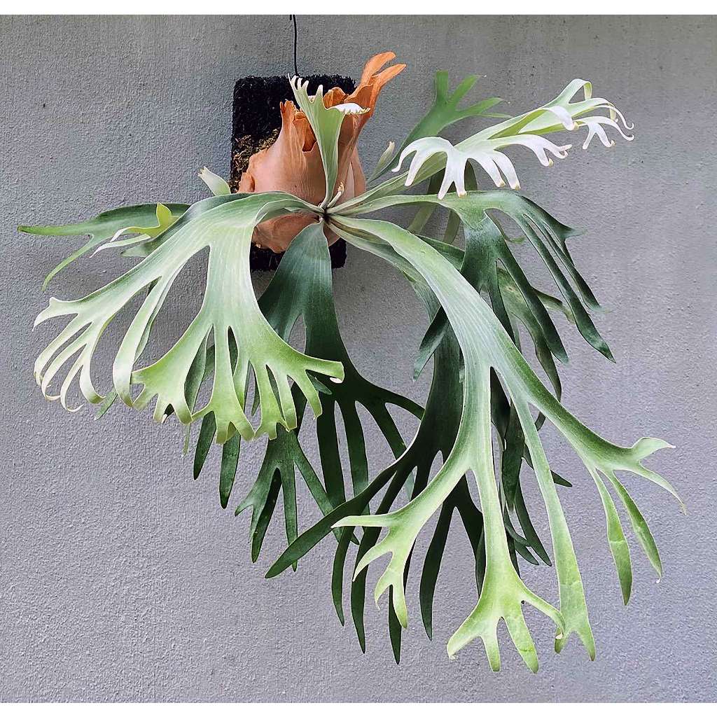 飛馬鹿角蕨（Platycerium 'pegasus'）觀賞 園藝 綠植 蕨 | 蝦皮購物