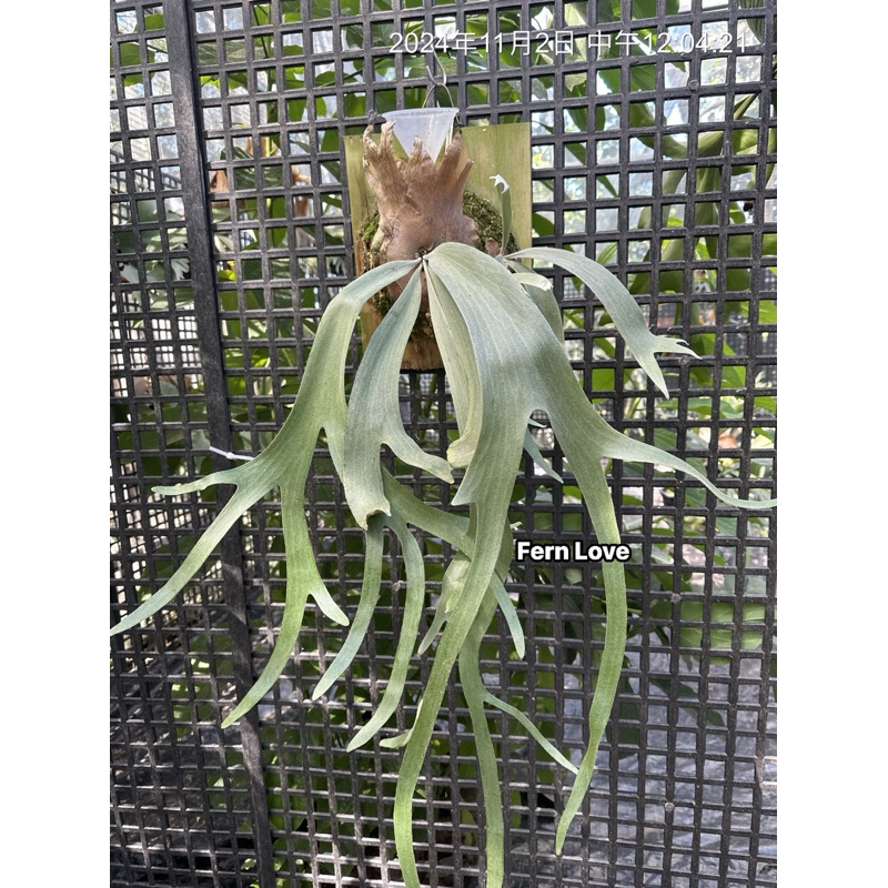 Fern 蕨戀 Love 』「 P. AG12 Sporeling 」泰國清邁Stem Fern原廠混播苗 鹿角蕨 | 蝦皮購物