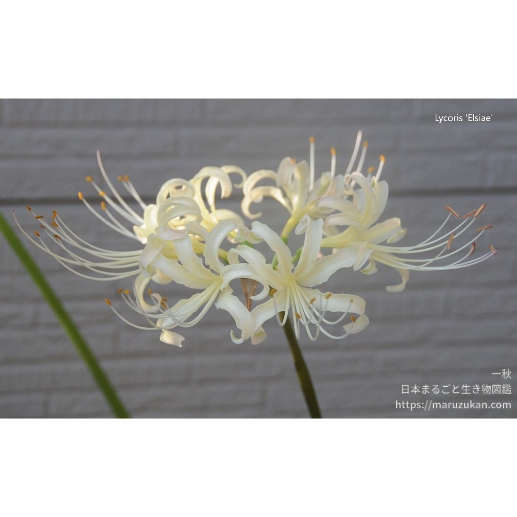 迷妳馬的日本花草 2024 Lycoris 'Elsiae' 石蒜 彼岸花 花色變化:乳桃色~乳白色 | 蝦皮購物