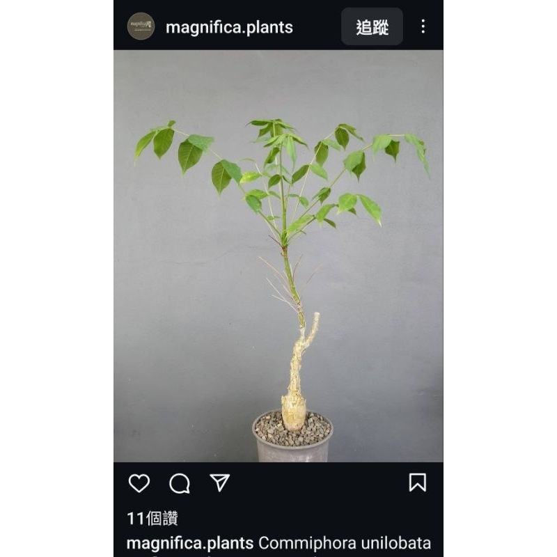橄欖科 有你沒藥 Commiphora unilobata 塊根 | 蝦皮購物