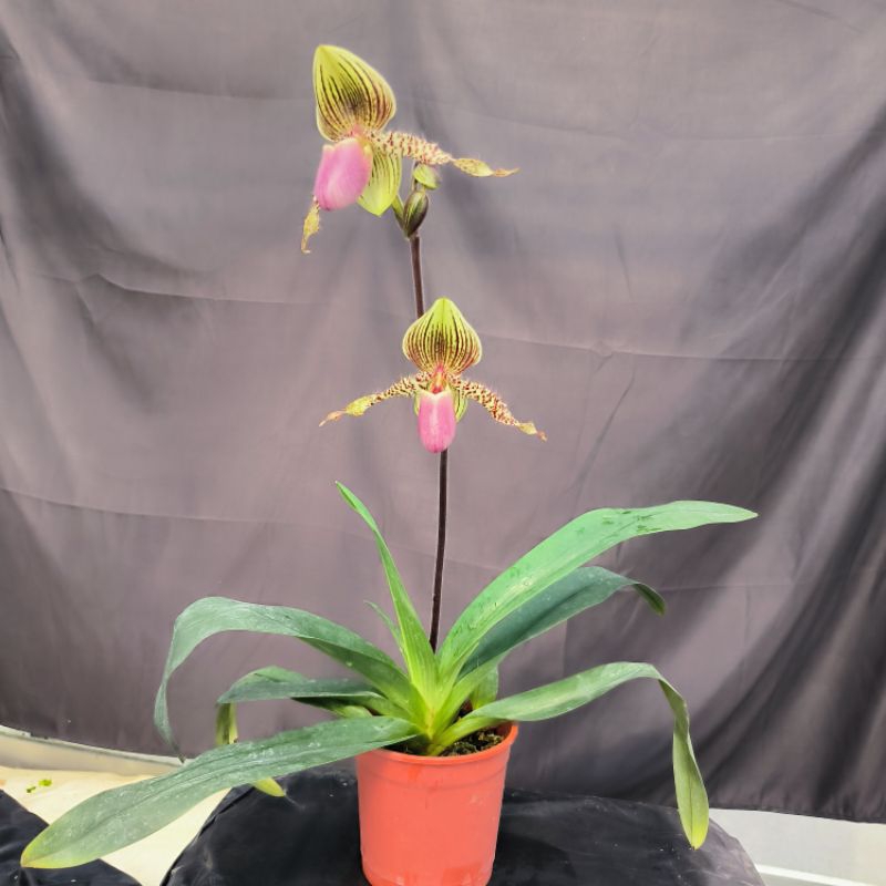 paph Vanguardg | 蝦皮購物