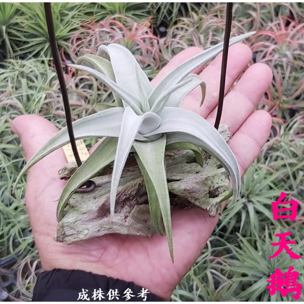 【新巧園】空氣鳳梨 白天鵝 Tillandsia Barfussii | 蝦皮購物