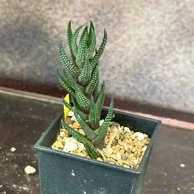 Y34 九輪塔 熊11.20 | 蝦皮購物