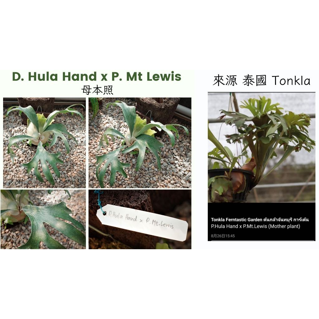 D. Hula Hand x P. Mt Lewis (來源為 泰國 Tonkla) | 蝦皮購物