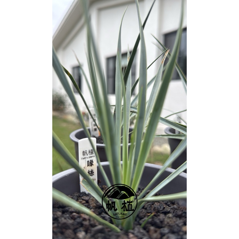 FaN’sPlant® »【喙絲蘭】 Yucca rostrata | 絲蘭屬 喙絲蘭 » 實生株 | 蝦皮購物