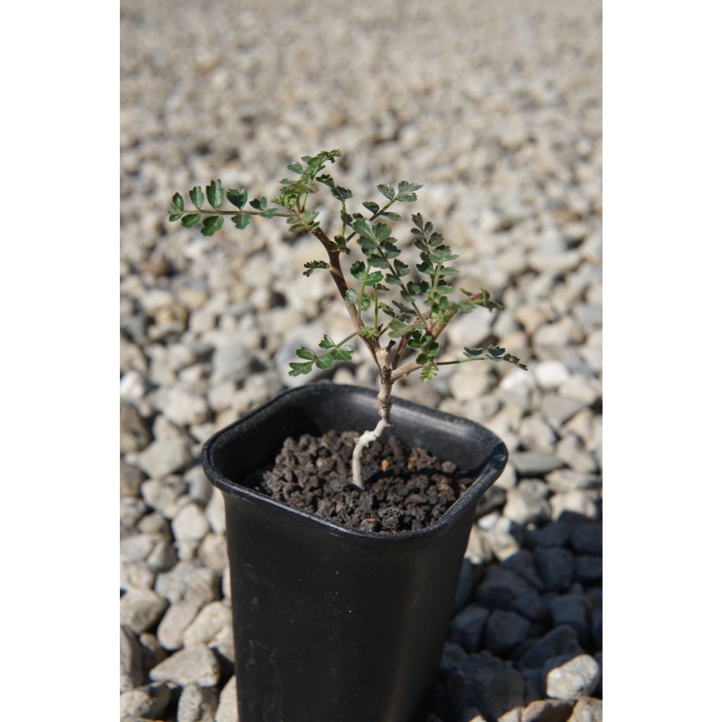 [ Gu Plant 固植 ] 彩葉槭樹｜Pachycormus discolor｜（不挑款） | 蝦皮購物