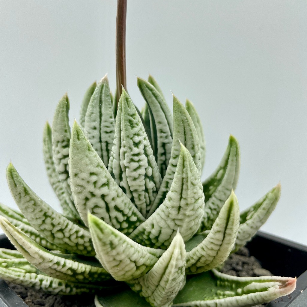 [ Gu Plant 固植 ] 蘆薈 皇帝｜Aloe vera｜ | 蝦皮購物