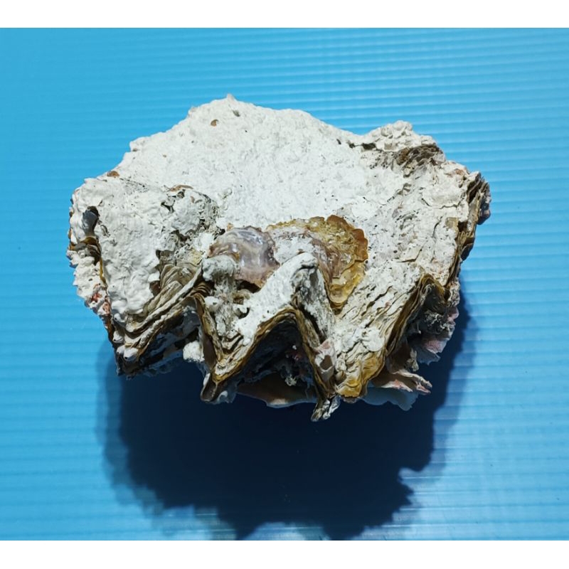 【阿草雜貨舖】-＊硨磲牡蠣 Hyotissa hyotis＊- 長寬約13.7X12公分， 產地：臺灣 | 蝦皮購物