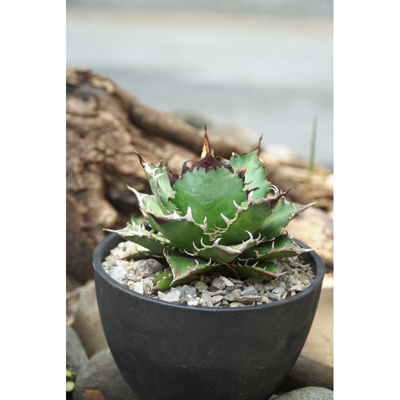 [ Gu Plant 固植 ] 嚴龍 鬼之刃｜Agave titanota 'Demon Slayer'｜ | 蝦皮購物