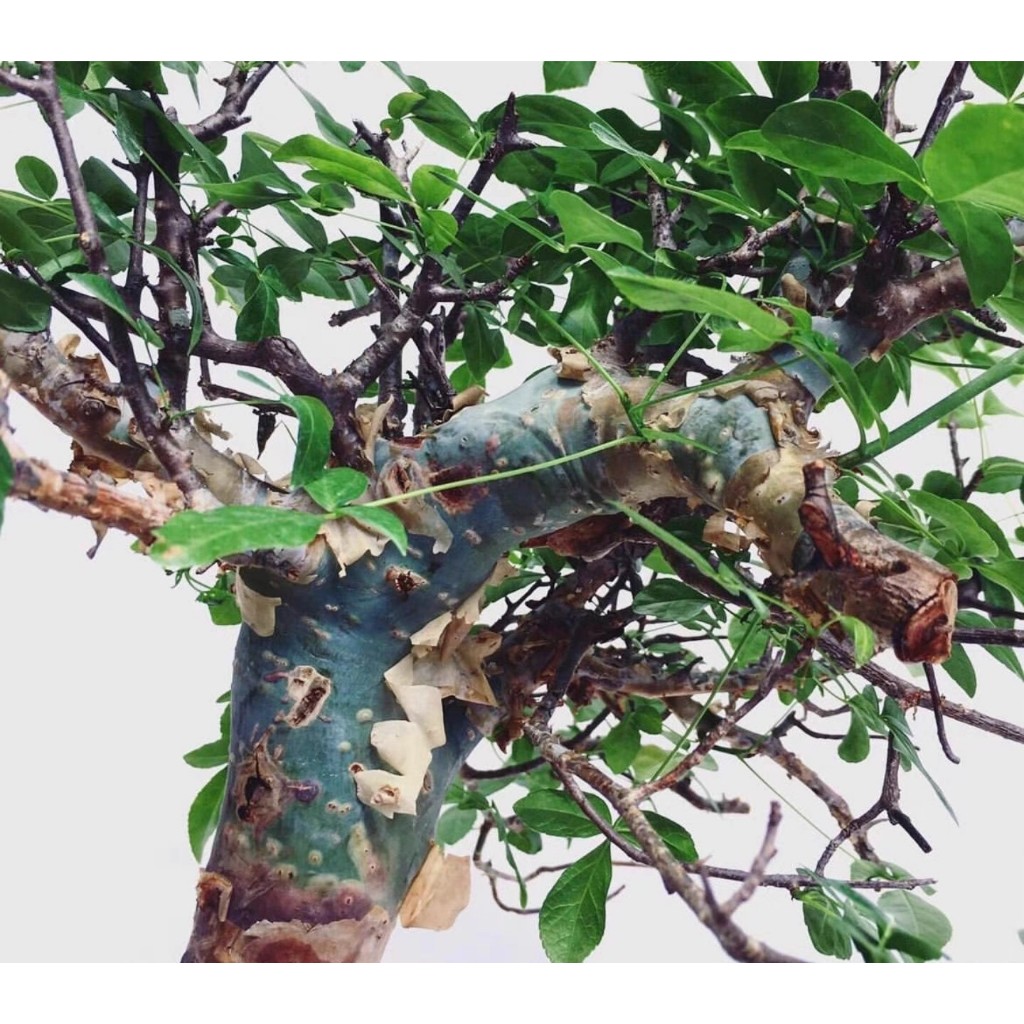 【塊根英雄】艾米沒藥種子/Commiphora eminii/橄欖科/最美"綠"的綠骨型態沒藥 | 蝦皮購物