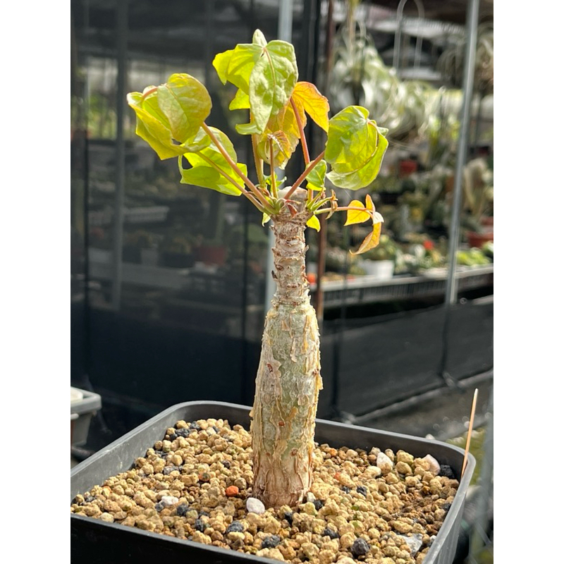 【有你沒藥】Commiphora unilobata/實生/沒藥、乳香、橄欖/塊根植物 | 蝦皮購物