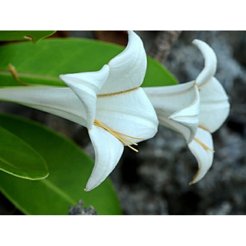 【花痴植人】帛琉國花 Bikkia palauensis 茜草科 | 蝦皮購物