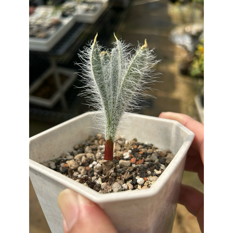 gethyllis setosa金剛鑽 | 蝦皮購物