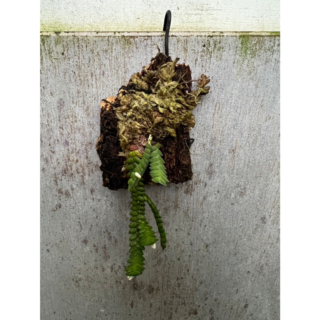 噢葉design "Microsaccus griffithii" 蘭花、塊根植物、圓葉花燭、蔓綠絨 | 蝦皮購物
