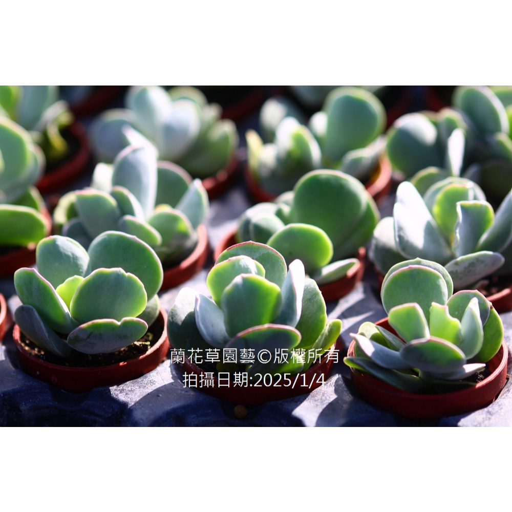 1吋迷你盆 （小銀波錦）銀波錦交種 景天科 多肉植物 蘭花草園藝 蝦皮購物