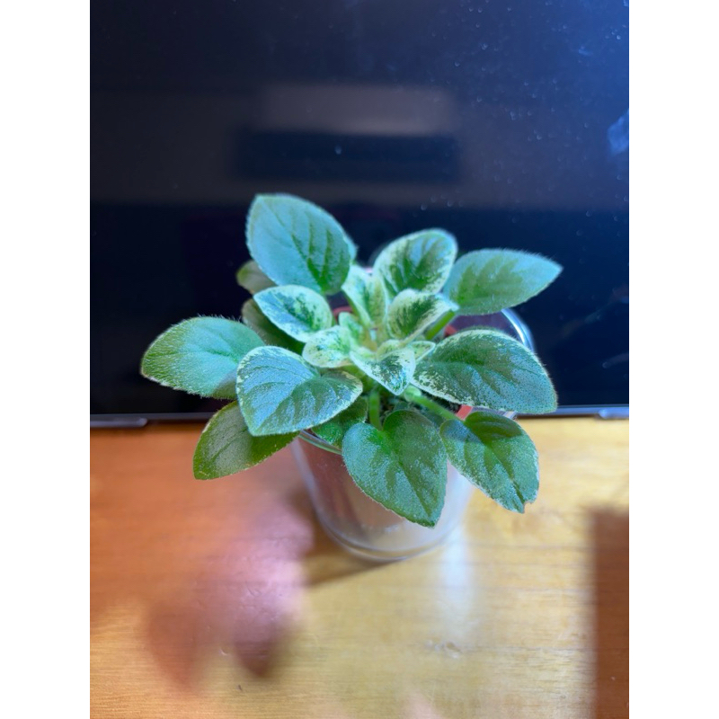 Ness’s Angel Blush南茜的羞顏天使（半迷你型非洲堇） | 蝦皮購物