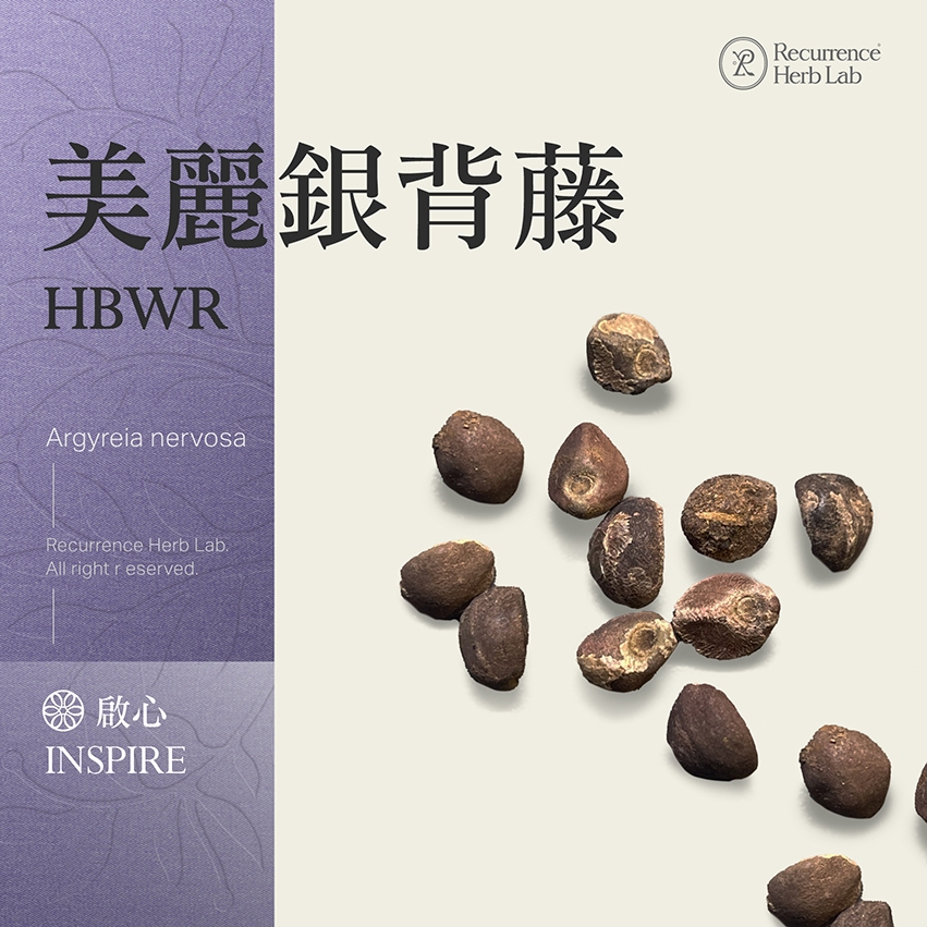 美麗銀背藤 HBWR Argyreia nervosa 乾燥 花 草 茶 原料｜本草・草本實驗室 | 蝦皮購物