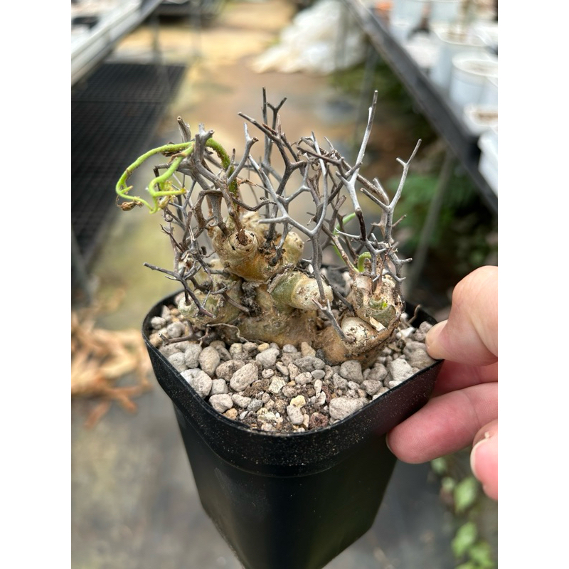 萬物想Tylecodon reticulatus | 蝦皮購物