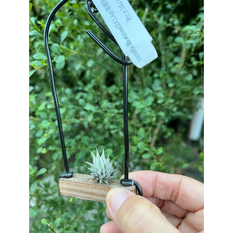 綠花園 空氣鳳梨 德榛kkx雨林Ap（咪咪） | 蝦皮購物