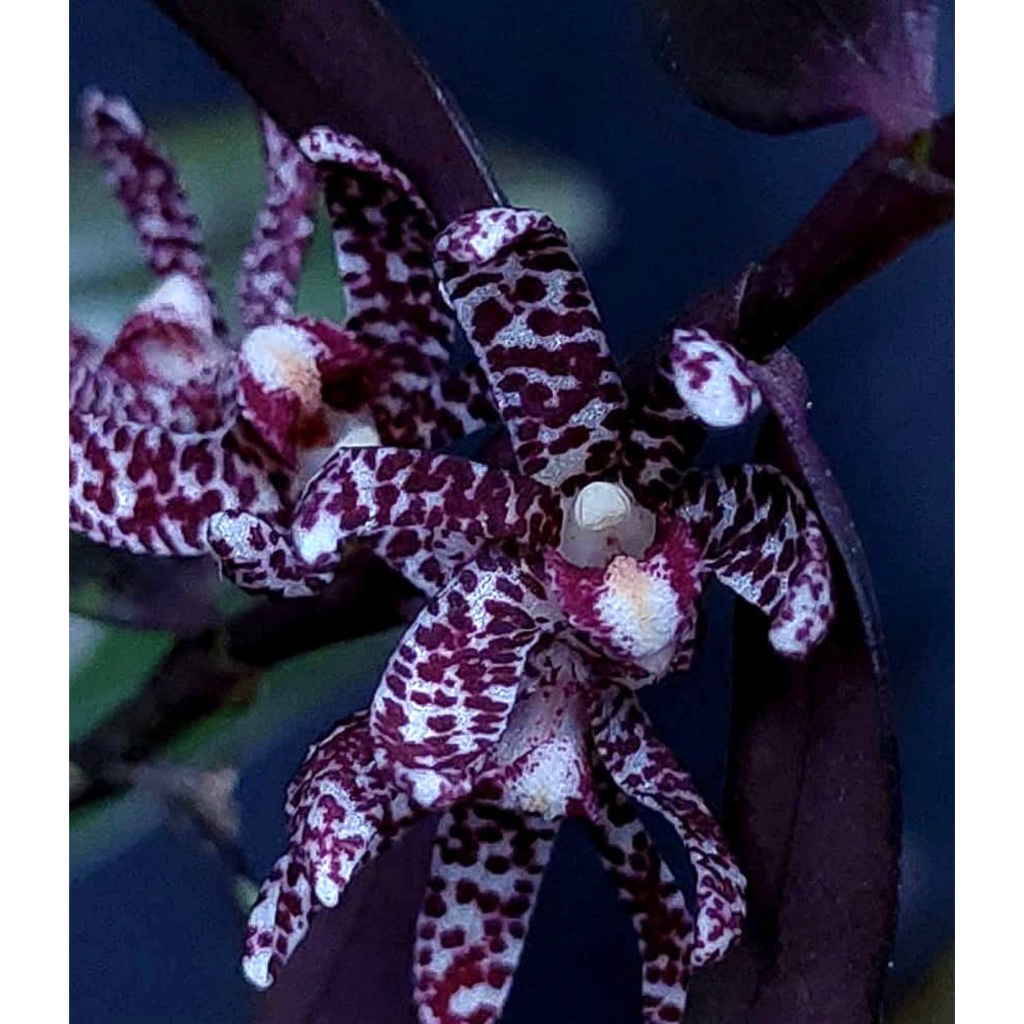 噢葉design "Dendrobium falcatum" 蘭花、塊根植物、圓葉花燭、蔓綠絨 | 蝦皮購物