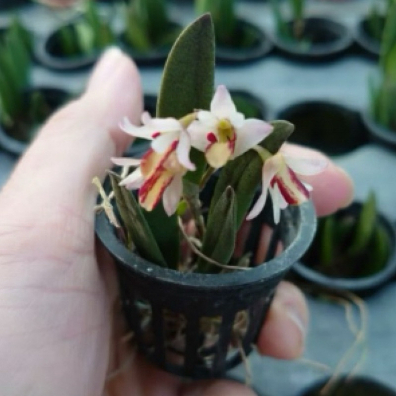 “迷你”Dendrobium rigidum ( Dockrillia rigida ) 【稀有罕見】 《彎刀》石斛 | 蝦皮購物