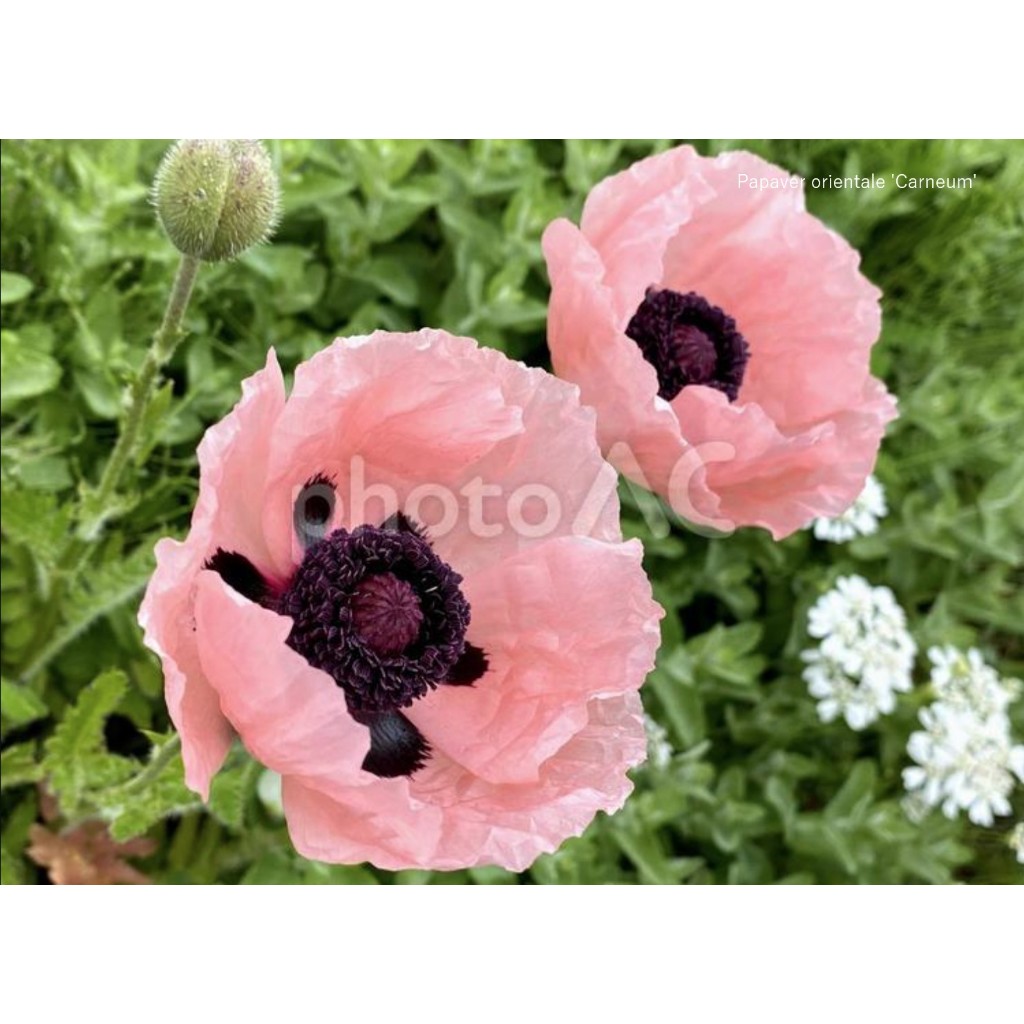 迷妳馬的日本花草 2024 進口種子 Papaver orientale 'Carneum' 虞美人/大輪 | 蝦皮購物