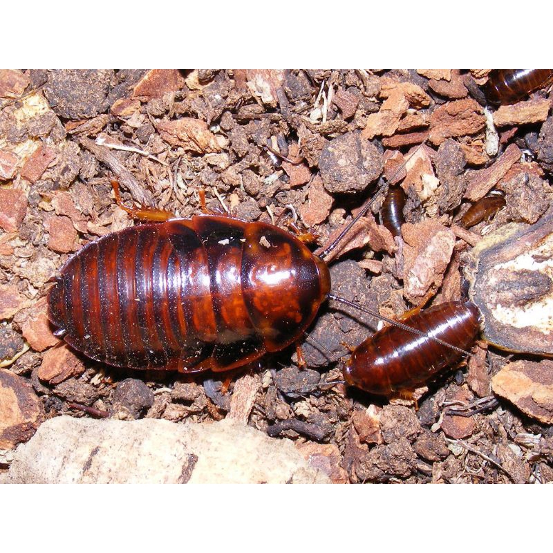 Eublaberus posticus 蟑螂若蟲 | 蝦皮購物