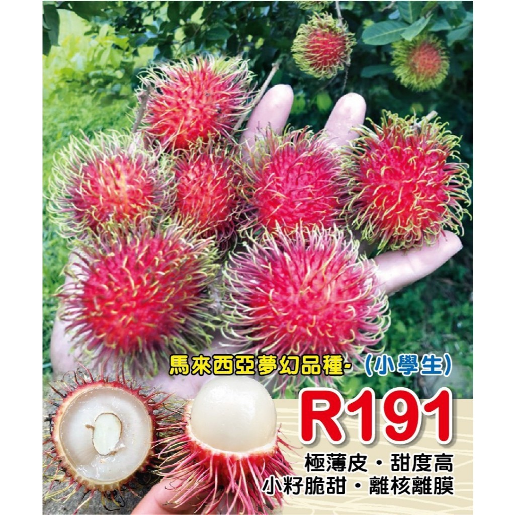 R191小學生紅毛丹 紅毛丹 阿娜思古娜古娜 | 蝦皮購物