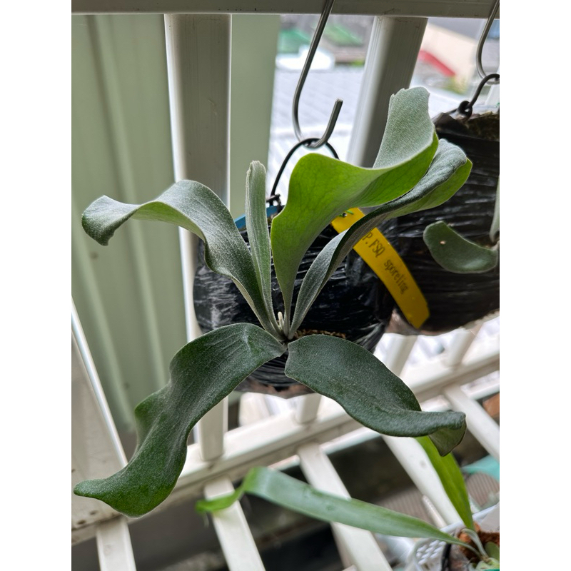 捲捲鹿 FSQ捲捲鹿角蕨，P.Foongsiqi 馮詩琪。已上小鋼欄 | 蝦皮購物