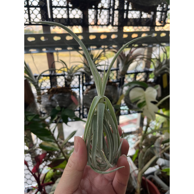 [戴維斯]巨型厚葉樹猴 T. duratii 'Thick Leaf&Giant Clone' (Davis farm) | 蝦皮購物