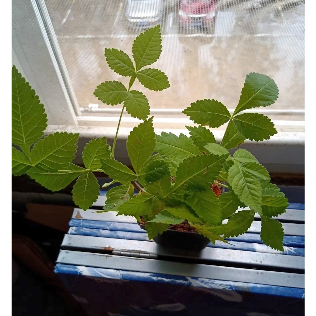 【塊根英雄】伊薩裂欖種子/Bursesa exelsa/橄欖科/新葉毛感很強帶有清香 | 蝦皮購物