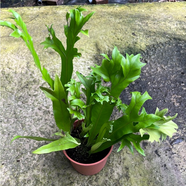 魚尾星蕨 Microsorum punctatum 'grandiceps' | 蝦皮購物