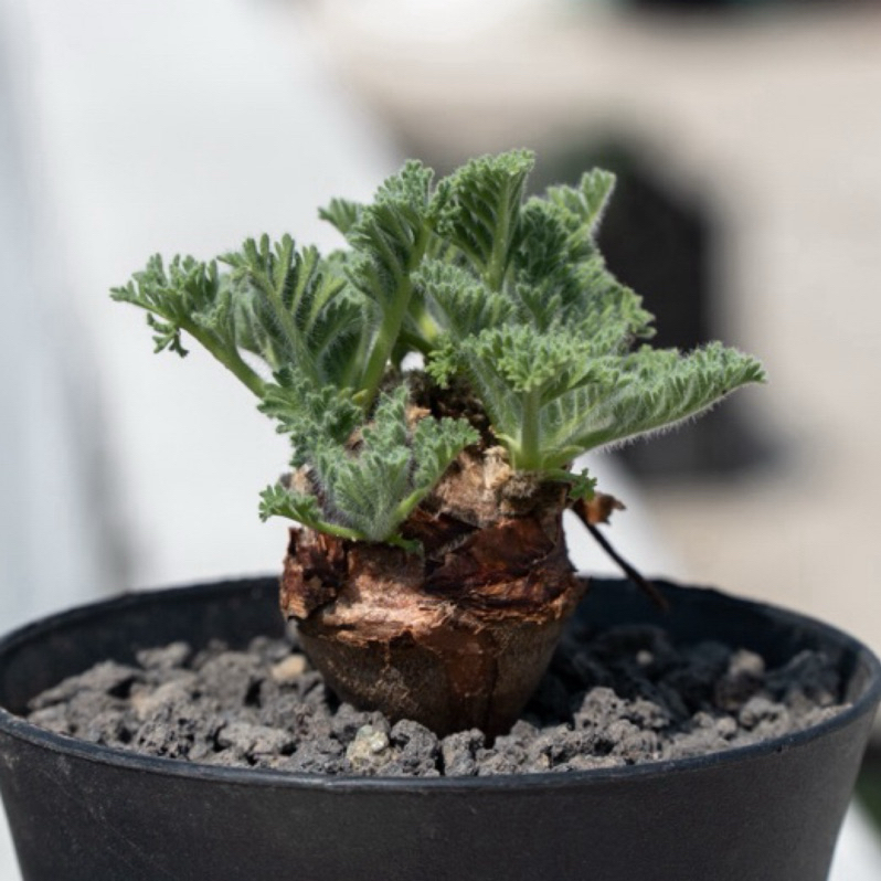 [ Gu Plant 固植 ] 羽葉洋葵｜Pelargonium triste｜（塊體2-3公分）（不挑款） | 蝦皮購物