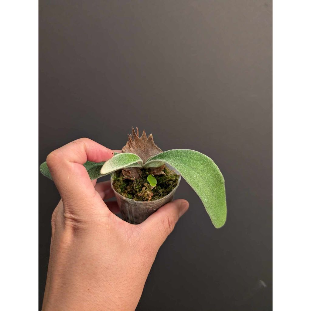 樂慕花園 澳銀 孢子苗 P.Veitchii high finger aus sporeling 鹿角蕨 | 蝦皮購物
