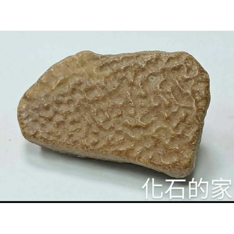 【化石的家】英國懷特島Trionyx shell fossil(4) | 蝦皮購物