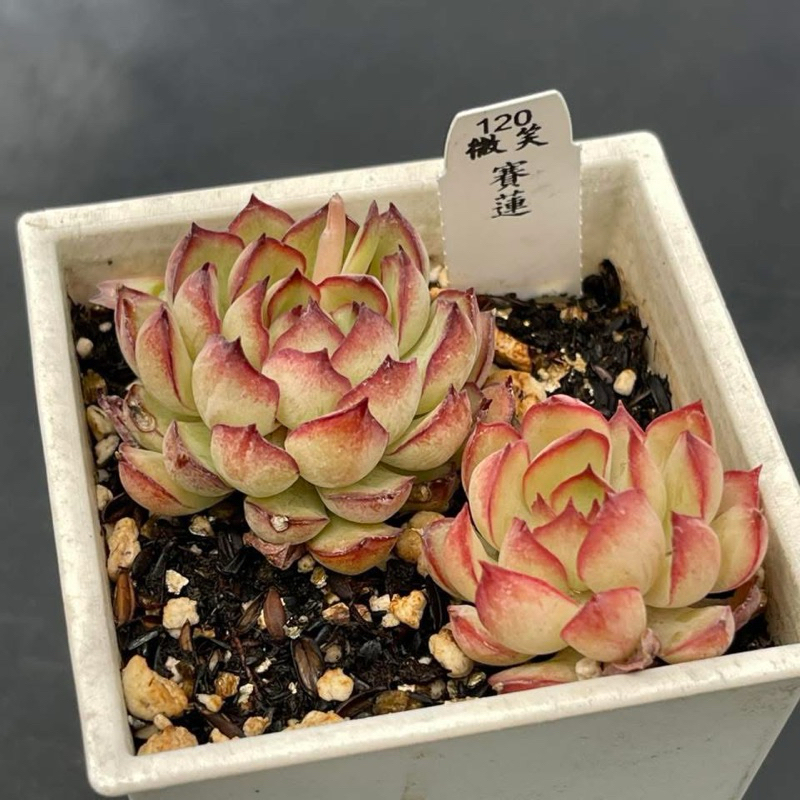 賽蓮 微笑多肉植物園藝 現貨 多肉植物 新手入門推薦 組合盆栽 小盆栽 療癒系懶人植物 新手好養 綠化療癒 | 蝦皮購物