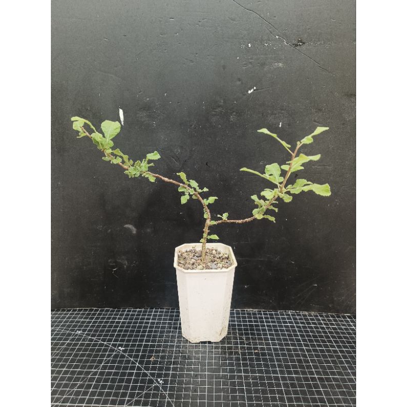 美型沒藥（Commiphora confusa）實生株 | 蝦皮購物