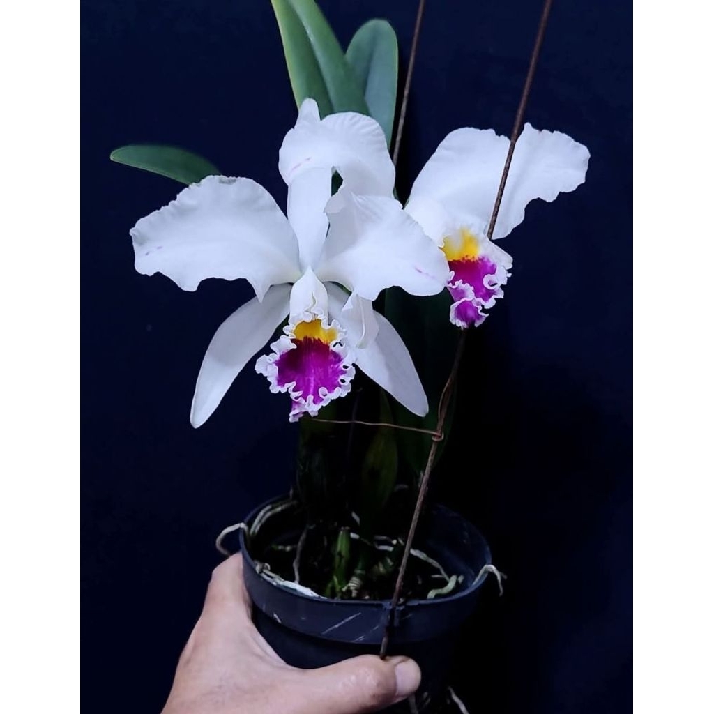 【蘭蕨雨林】C. mossiae v. semi-alba xself，委内瑞拉原種嘉德，大花徑長花壽，蕾絲滾邊，很香 | 蝦皮購物