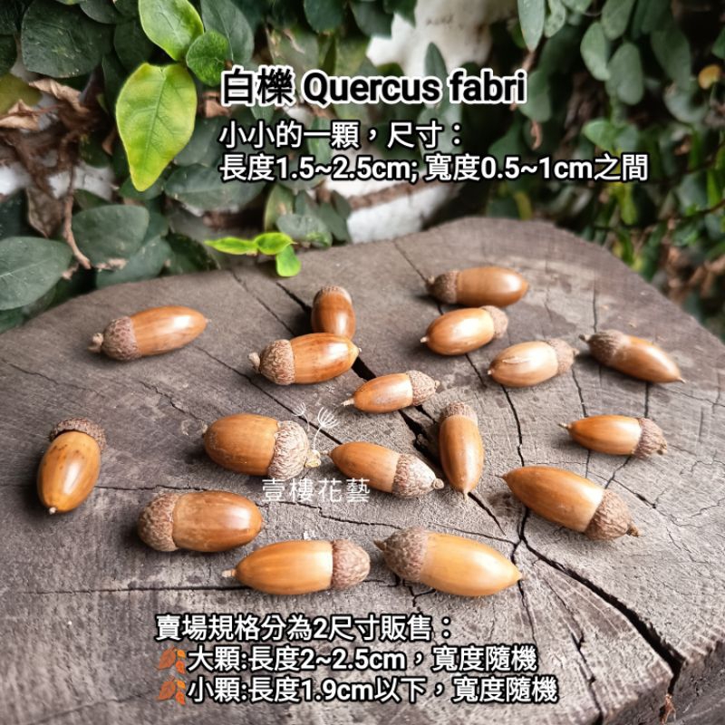 殼斗科白櫟 櫟樹種子橡實收藏收集 白櫟 Quercus fabri 台灣現貨出貨 聖誕乾燥藤圈花圈手作素材 壹樓花藝雜貨 | 蝦皮購物
