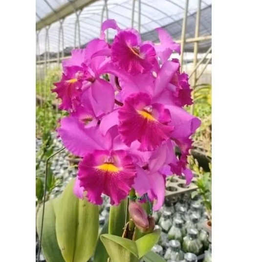 嘉德~粉紅娃娃 Chz.Hsinying Pink Doll | 蝦皮購物