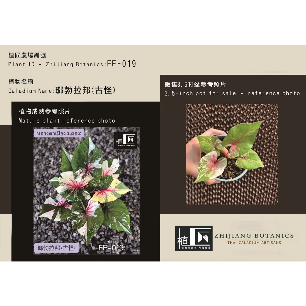 FF-019 植匠台灣彩葉芋 另售 泰國彩葉芋 專業育種 彩葉芋專業農場 | 蝦皮購物