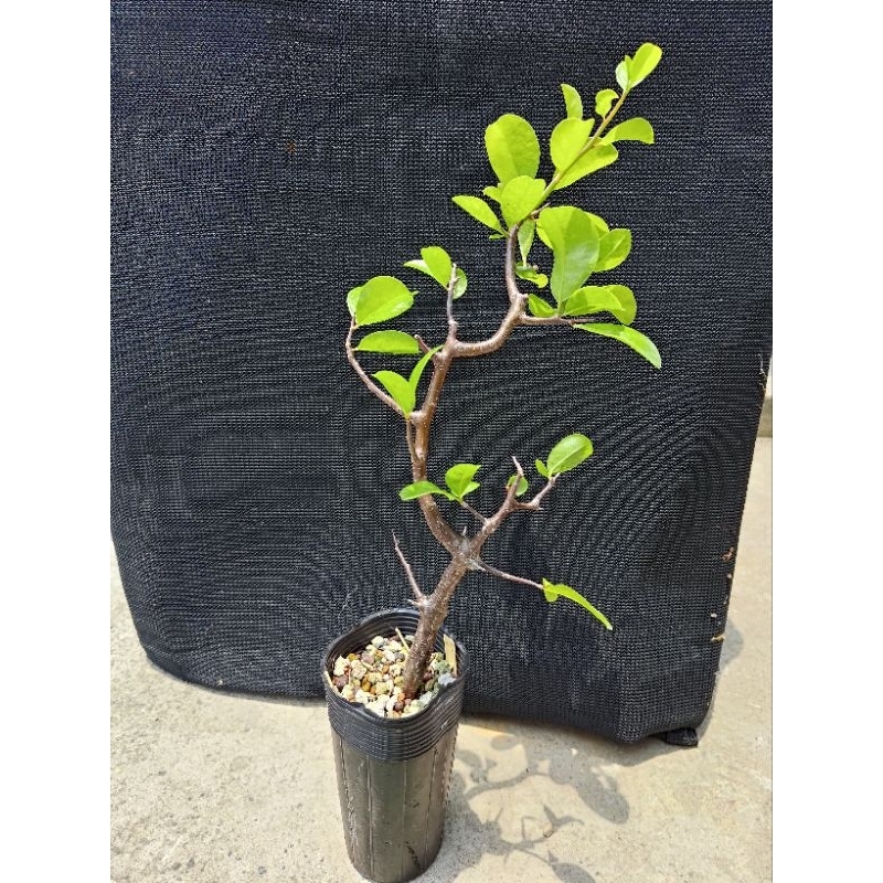 Commiphora rostrata var. reflexa 黑枝沒藥 羅森塔沒藥 實生苗 | 蝦皮購物