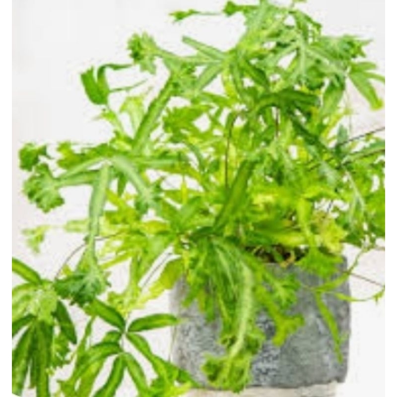 Pteris cretica ‘Mayi’ | 蝦皮購物